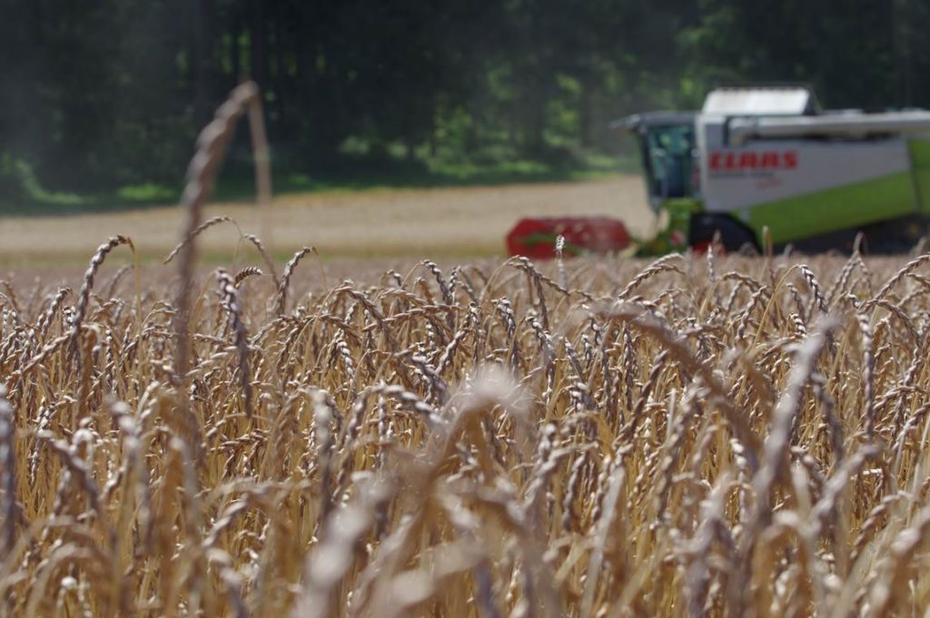 Dinkel – Landhandel Weiterer