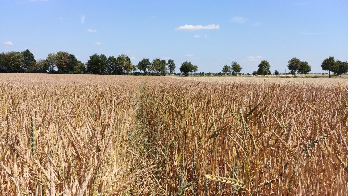 Dinkel – Landhandel Weiterer
