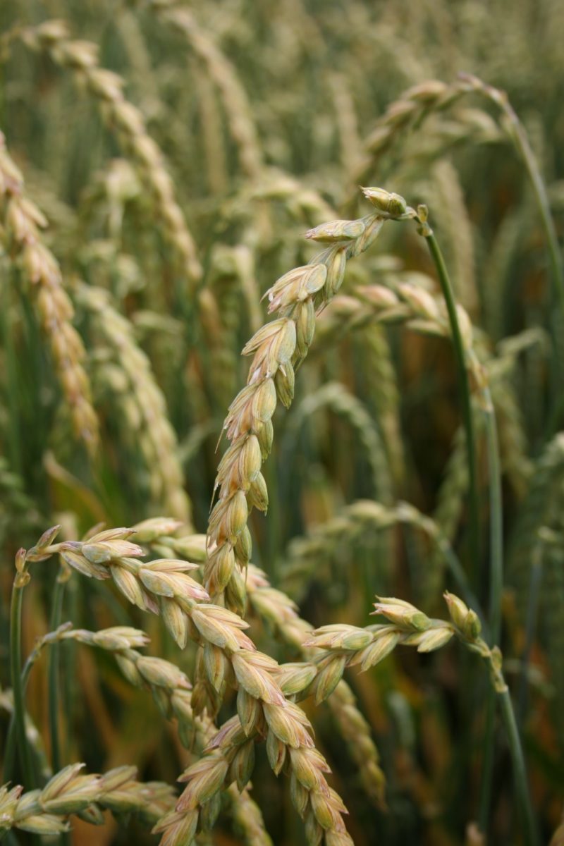 Dinkel – Landhandel Weiterer